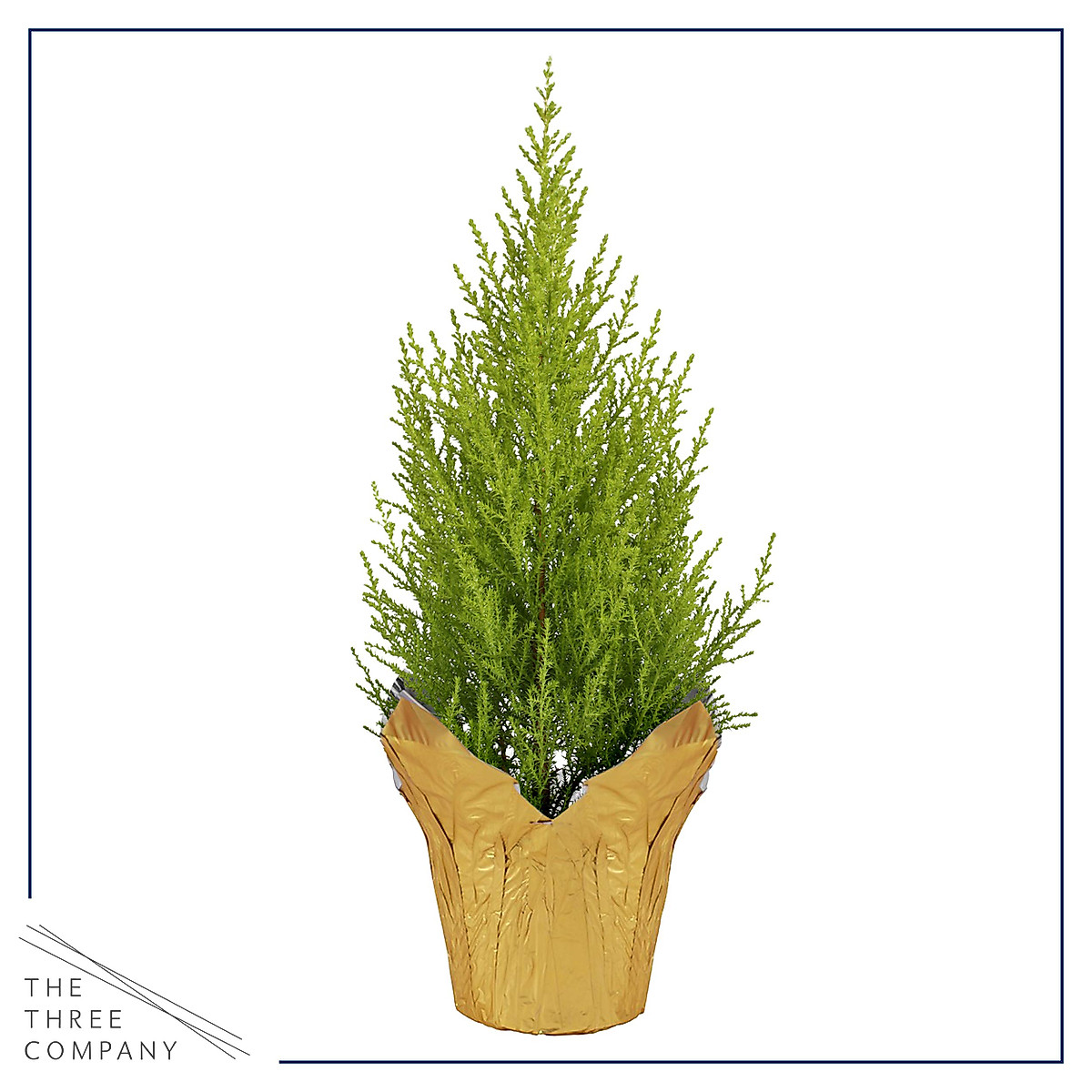 Live Lemon Cypress Tree - Tabletop Decoration - 12" Tall by 5" Wide in Deco Cover