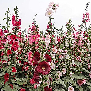 YEGAOL Garden 220Pcs Mixed Color Hollyhock Seeds Alcea Rugosa Self-Seed Non-GMO Attract Pollinators Annual Outdoor Beds Borders Patio Garden Plant Flower Seeds