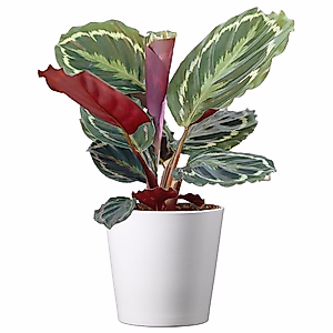 American Plant Exchange Calathea Medallion Live Prayer Plant, 6-Inch Pot W/Stylish Cover, Pet Safe, Low Light, & Air Purifying Tropical Indoor Plant for Home, Office & Garden Décor