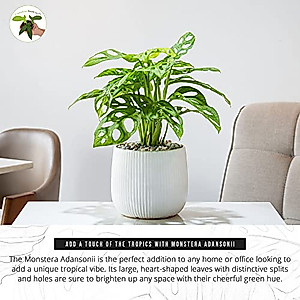 California Tropicals Monstera Adansonii Real Live Indoor Houseplants - Big Low Light Tropical Plant for Air Purifying Decorations - 4" Pots Easy Planting in Homes, Offices, and Outdoor Gardens