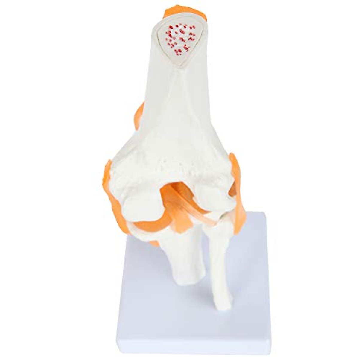 Knee Model Anatomy - Anatomically Correct Knee Joint Model with Ligaments and Muscles, Human Knee Model, Display Movement, Includes Base, Detailed Full Color Product Manual, Made by Axis Scientific