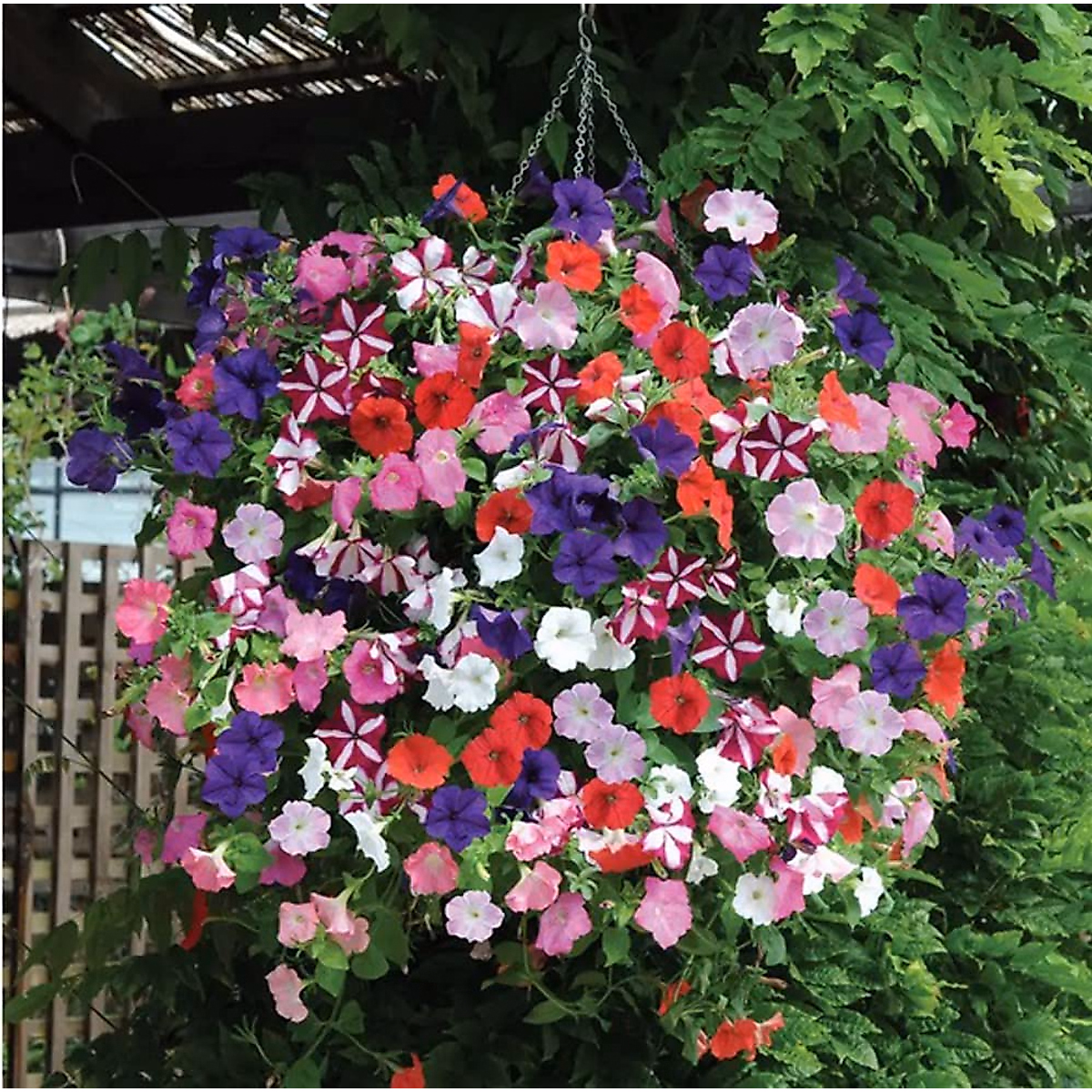 Mixed Hanging Petunia Seeds Mixed Color Flower Perennial Annual Petunia 300 Seeds