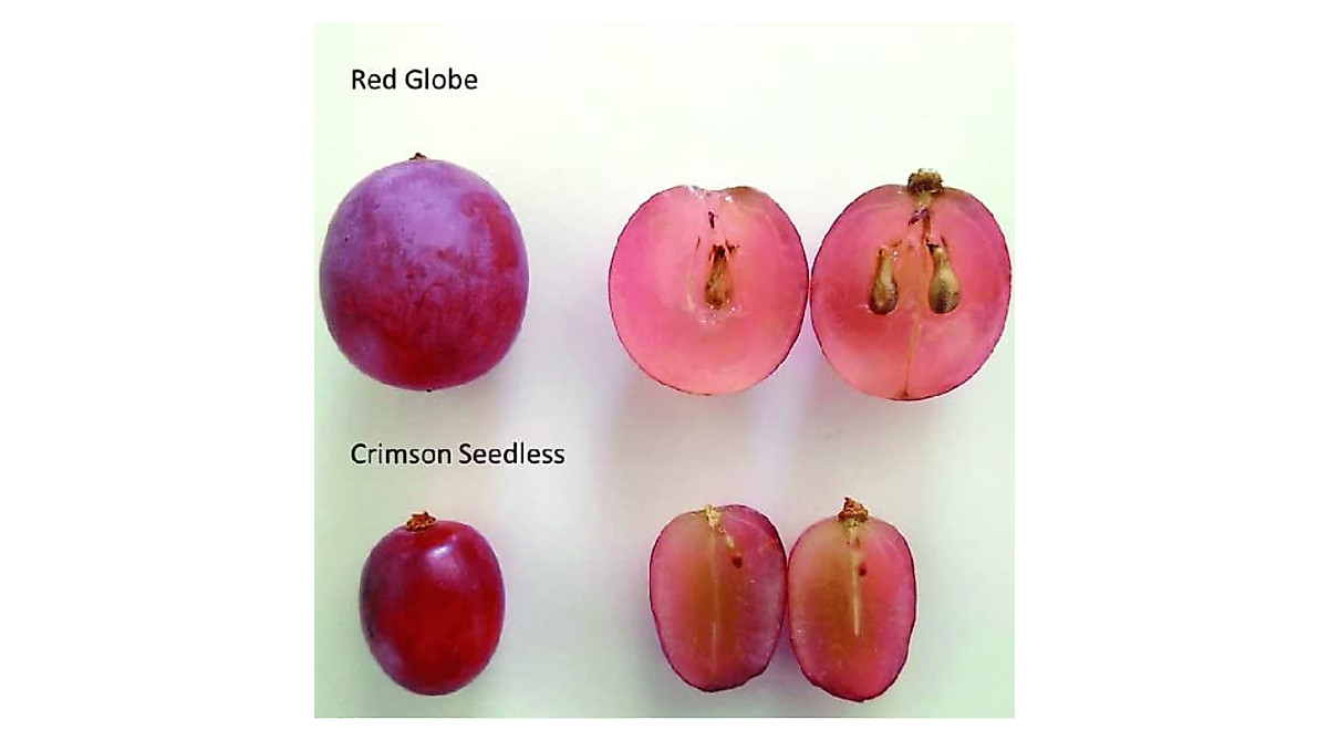 CHUXAY GARDEN Giant Red Globe Grape Seeds - Sweet & Organic