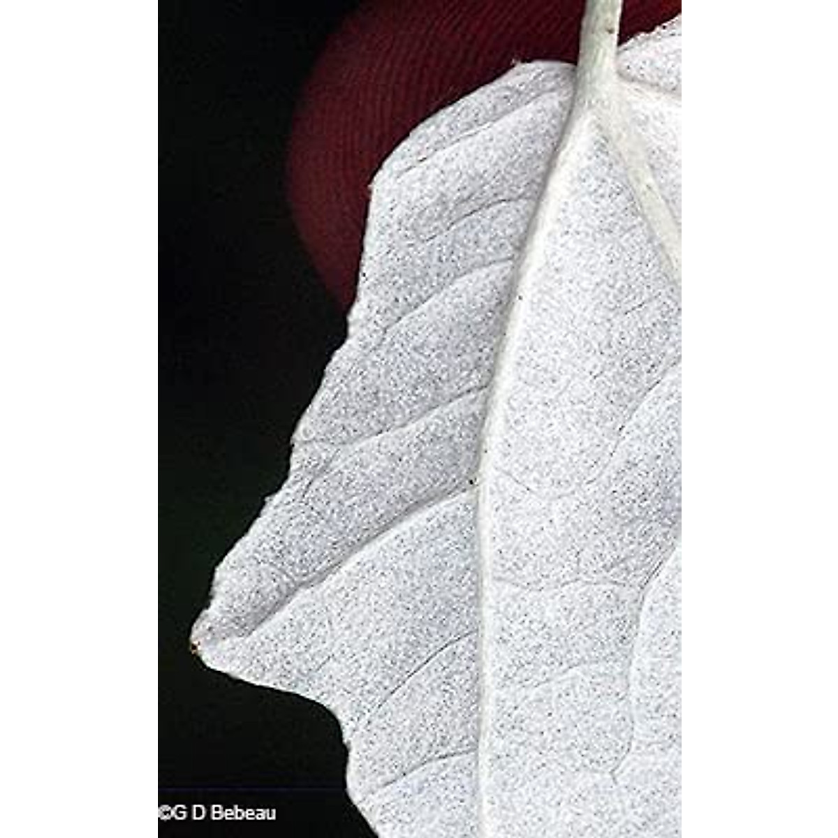 White Poplar Seeds for Planting - 30 Seeds - Stunning White Leaf Tree - Fast Growing Tree