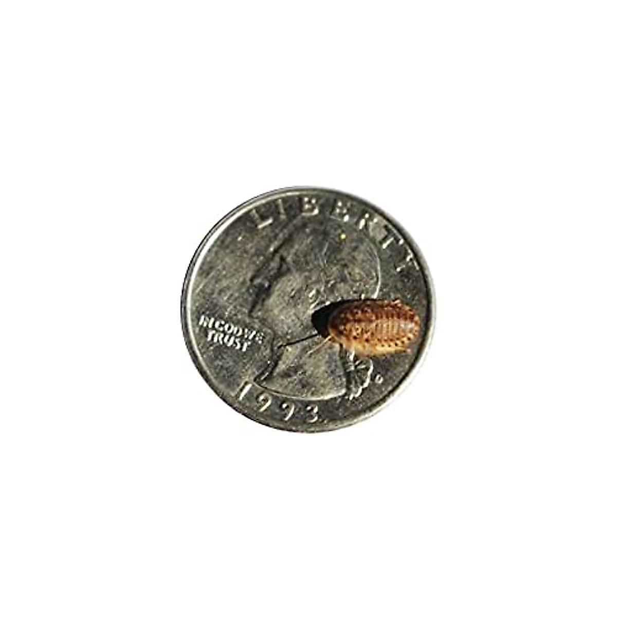 Bad Ass Bugs 250 Small Dubia Roaches