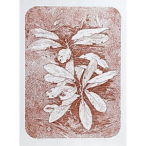 Mountain Laurel #1