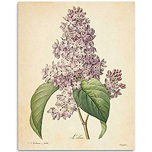 Vintage French Lilac Flower Botanical - Classic Flower Nature Home and Room Decoration, Purple Flowers Antique Garden Print, Great Farmhouse Gardening Gift Idea, 11x14 Unframed Art Print Poster