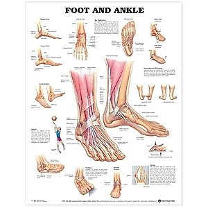 Foot and Ankle Anatomical Chart