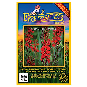 Everwilde Farms - 2000 Cardinal Flower Native Wildflower Seeds - Gold Vault Jumbo Seed Packet