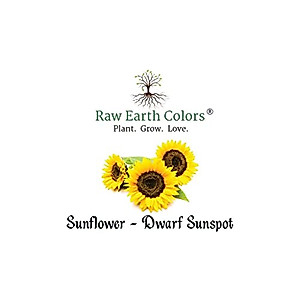 Dwarf Sunflower Seeds for Planting