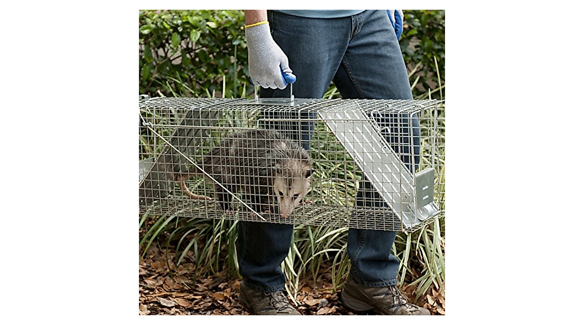 Havahart 1045SR Humane Large Animal Trap for Nuisance Wildlife