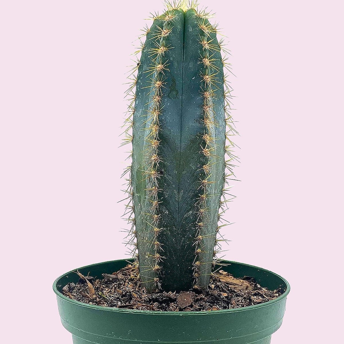 BubbleBlooms Blue Columnar Cactus, Pilosocereus pachycladus Cacti, Column Blue Torch, in a 4 inch Pot