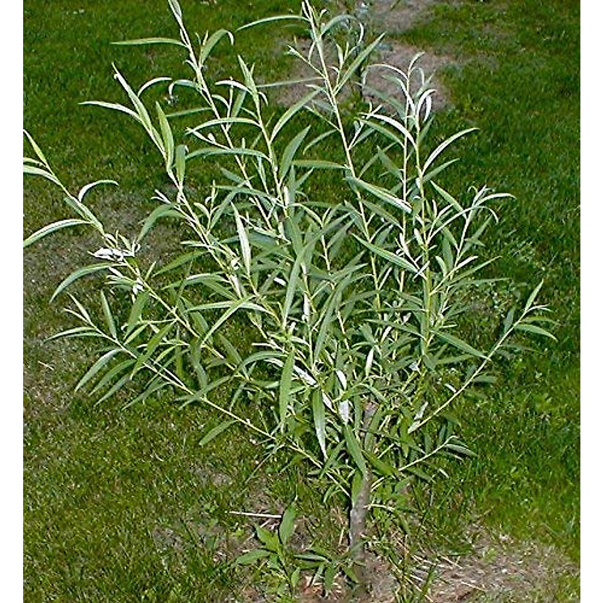 100 Fast Growing Willow Trees - Hybrid Willow Cuttings to Grow for Privacy or Shade - Guaranteed to Grow