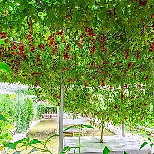 CHUXAY GARDEN Italian Tree Tomato Seed 15 Seeds Big Tomato Vine Juicy Sweet Unique Flavor Fruit Gardening Gifts Low-Maintenance