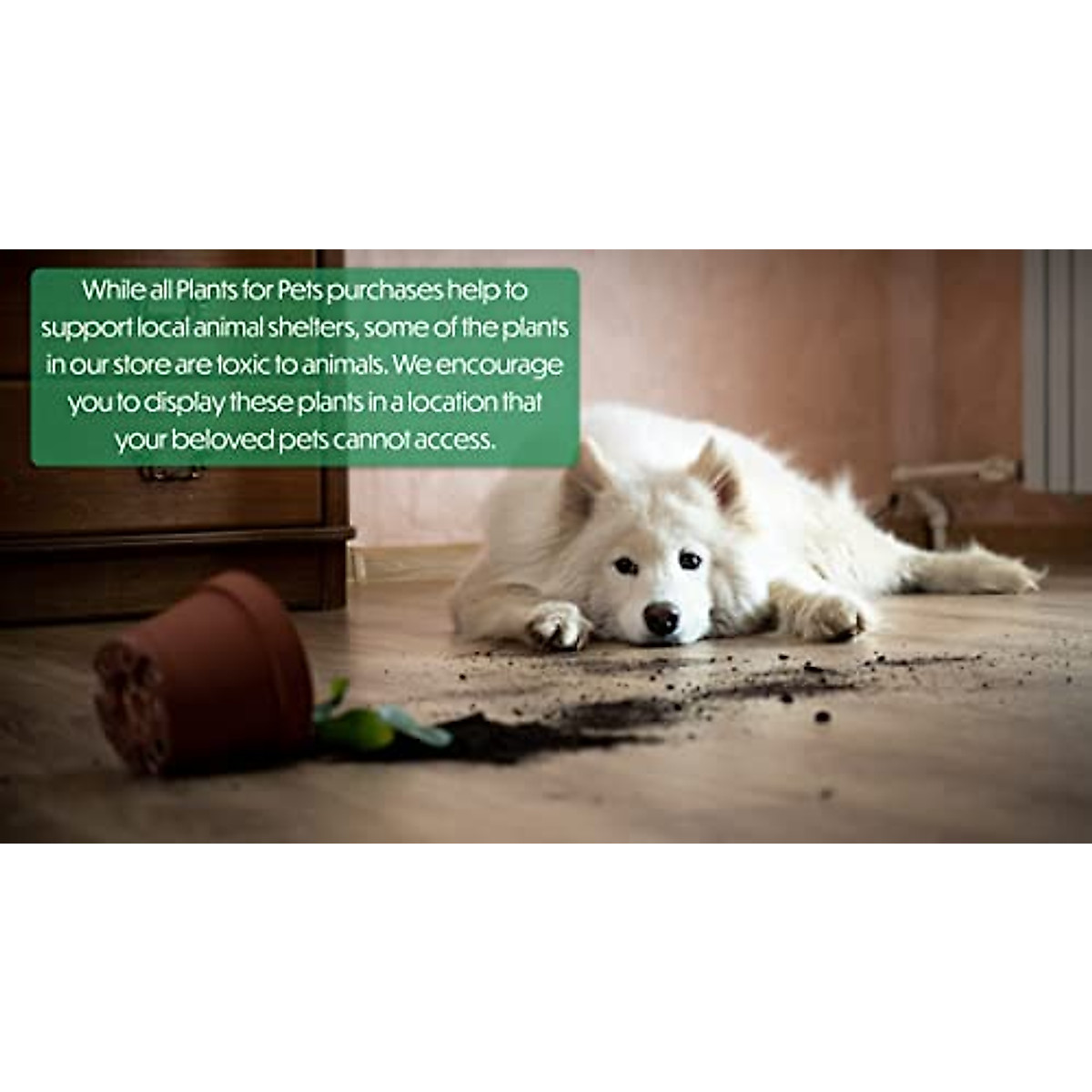 Golden Pothos Plant Live House Plant Live Plants, Trailing Plants Live Houseplants, Golden Pothos Live Plant Houseplant, Live Pothos Devils Ivy Live Plant Money Plant Indoor Plants by Plants for Pets