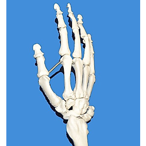 Wellden Product Anatomical Human Upper Limb Skeleton Model, Life Size