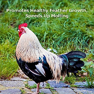 WORMSKING 5LB Dried Black Soldier Fly Larvae, High Calcium for Chickens