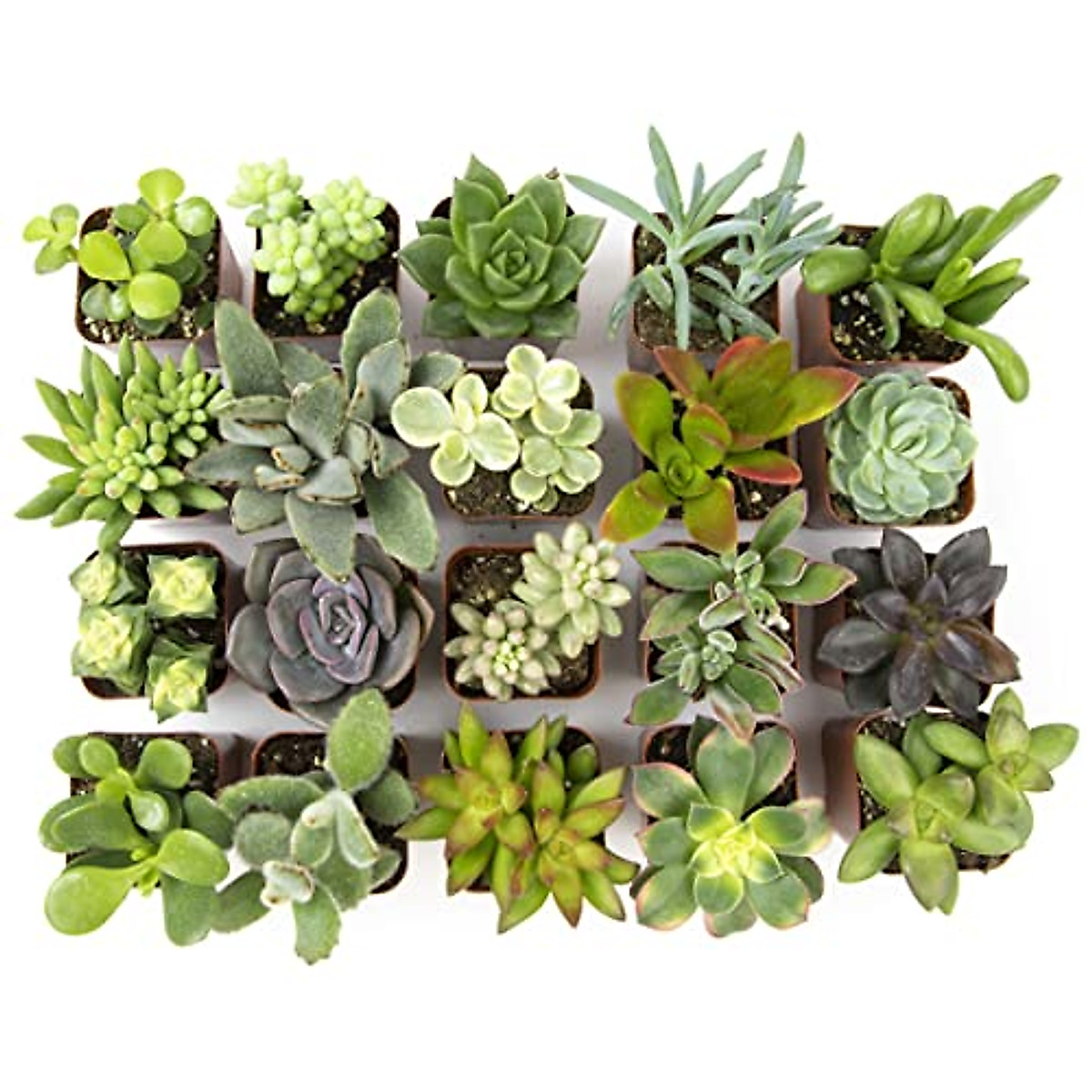 Altman Plants, Live Succulent Plants (20 Pack) Assorted Potted Succulents Plants Live House Plants in Cacti and Succulent Soil Mix, Cactus Plants Live Indoor Plants Live Houseplants in Planter Pots