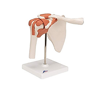 3B Scientific - Functional Shoulder Joint (Right)