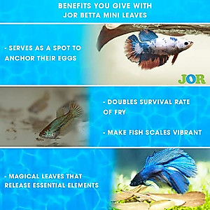 JOR Catappa Indian Almond Leaves, Fin Rot Treatment Betta Fish Water Conditioner Aquarium Leaves, Create Realistic River Habitat, Reduce Stress, Loved by Shrimp & Tropical Fish