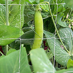 Tcamp Heavy-Duty Polyester Plant Trellis Netting 5 x 15ft (1 Pack) (5 Ft X 15 Ft)