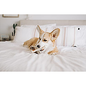 Nylabone Pop-In Dog Treat Refills for Treat Toy Combo Chicken Medium/Wolf (30 Count)