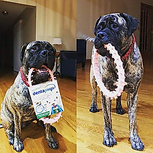 DentapupⓇ Dental Dog Toy Cleaning Teething Chew Ring with Teeth for Medium to Large Breed Dogs - Tartar & Plaque Remover, Gum Massager & Mouth Cleaner for Fresh Breath, Made in USA - Pink