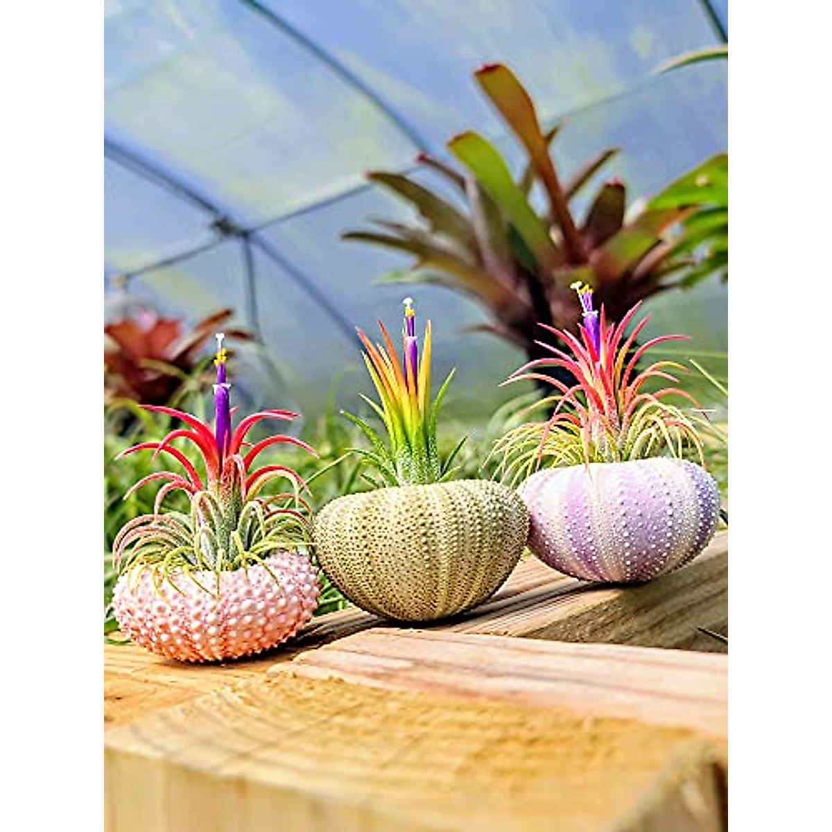 Small Air Plants - 3 Ionantha Fuego - 1 to 2 Inch Air Plant - Color & Form Varies by Season - 30 Day Guarantee on Tillandsia from The Drunken Gnome (3, One Size 1-2")