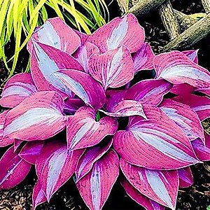 QAUZUY GARDEN 100 Rare Hosta Seeds for Outdoors Heirloom Striking Potted Hanging Basket Home Shade Garden Flower Easy to Care for & Propagate