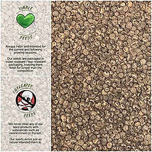 Seed Needs, Black-Eyed Susan Vine Seeds - 100 Heirloom Seeds for Planting Thunbergia alata - Cover a Fence or Trellis (2 Packs)