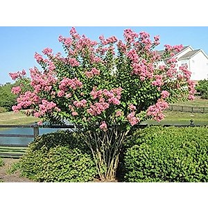 Large HOPI Crape Myrtle, 2-4ft Tall When Shipped, Matures 8-10ft, 1 Tree, Beautiful Bright Pink, (Shipped Well Rooted in Pots with Soil)