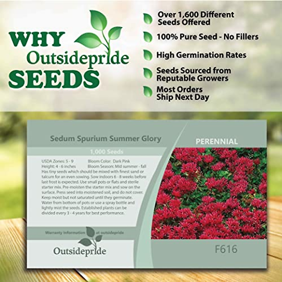 Outsidepride Perennial Sedum Summer Glory Heat & Drought Tolerant, Succulent, Stonecrop Ground Cover Plants - 1000 Seeds