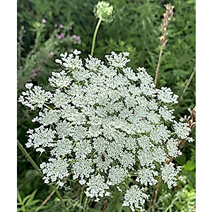 Queen Anne's Lace- 200 Seeds - 50 % off sale