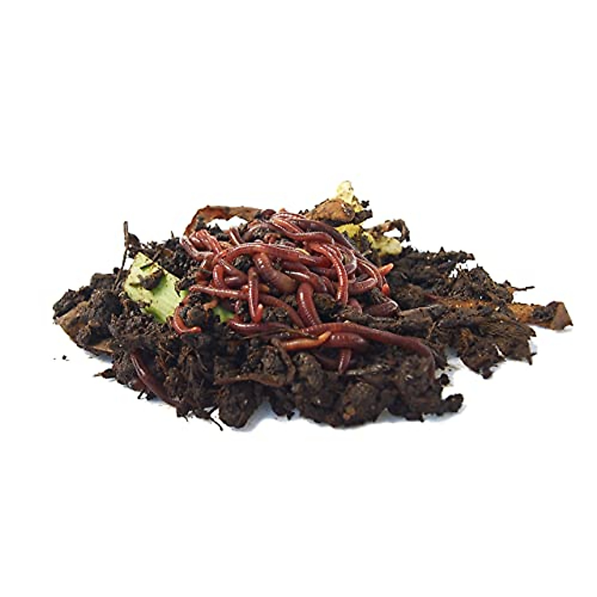 1000+ Red Wigglers Composting Worms Perfect for Worm Composting with Guaranteed Live Delivery Approximately 1 Pound Live Red Wiggler Worms Fast Delivery!