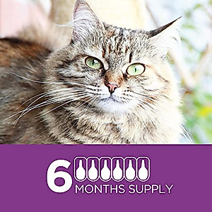 TevraPet Actispot II Flea Treatment for Small and Medium Cats 5-9 lbs | 6 Doses | Powerful Prevention and Control, Clear