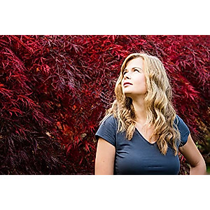 300+ Bonsai Tree Seeds – 10 Popular Varieties of Non GMO Heirloom Bonsai Seeds Red Maple, elm Tree, Blue Spruce, Black Spruce, Black Pine, Wisteria, Sakura, Flame Tree, Bauhinia, Dawn Redwood