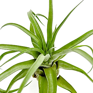 ragnaroc Live Air Plants - Tillandsia Streptophylla Jumbo – 1 count 5-9 inches – Ideal for gifts & presents, live indoor plants & live house-plants – live plants for home décor, 30 Day Guarantee