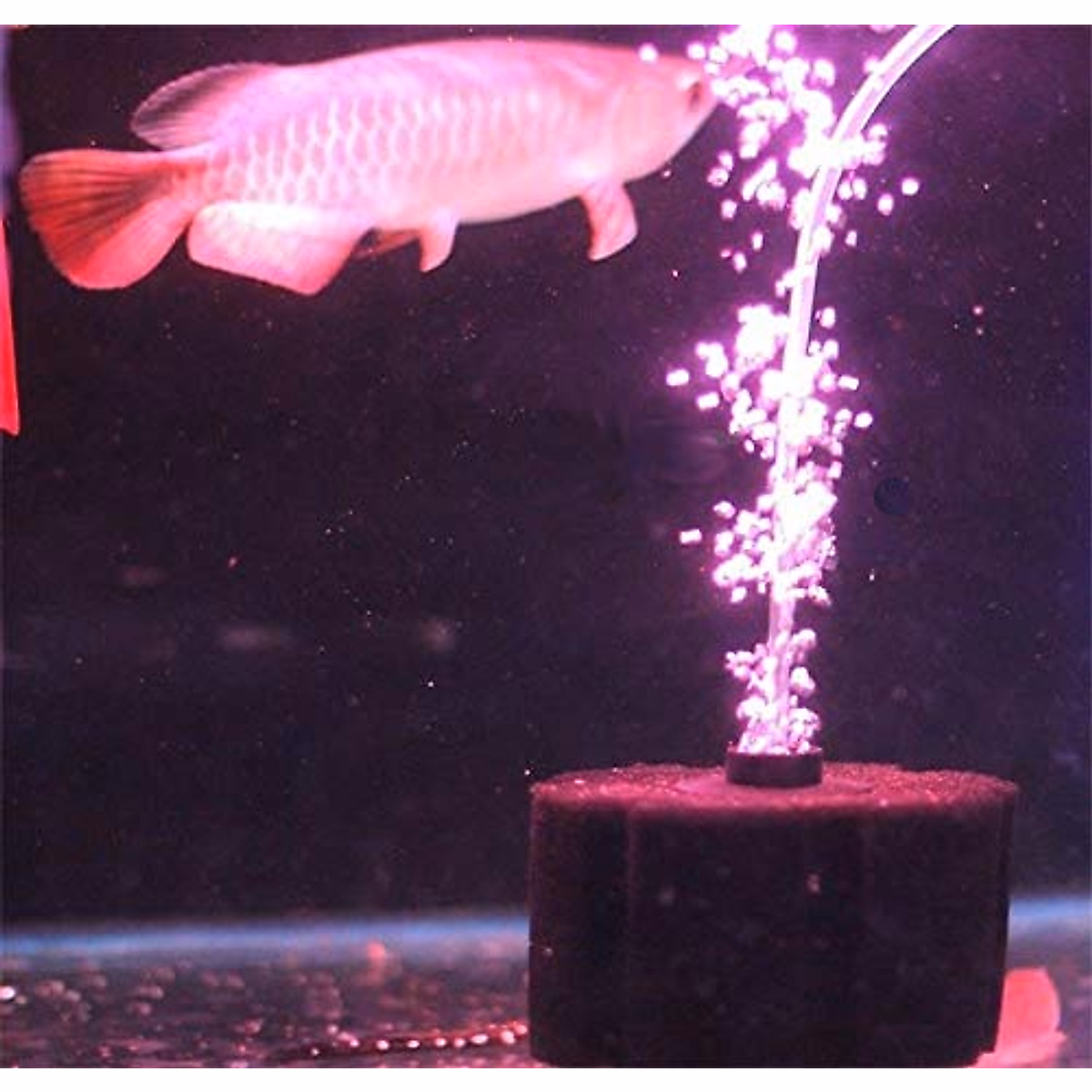 AQUAPAPA Bio Sponge Filter for Betta Fry Aquarium Fish Tank Up to 60 Gal ea. 3-Pack (L)