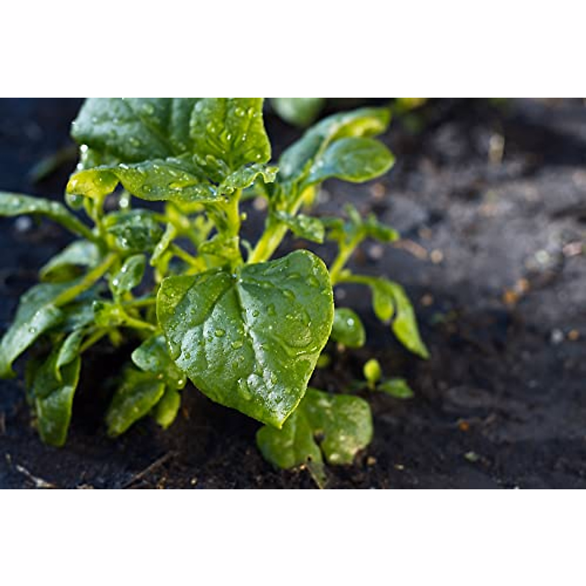 New Zealand Spinach Seeds for Planting, 100+ Heirloom Seeds Per Packet, (Isla's Garden Seeds), Non GMO Seeds, Botanical Name: Tetragonia tetragonioides, Great Home Garden Gift