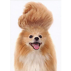 Designer Greetings Pomeranian Dog with Tall Swirling Hairdo Funny/Humorous Feminine Birthday Card for Her : Woman : Women