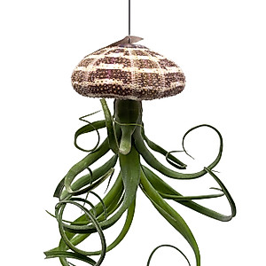 BubbleBlooms Large Tillandsia Jellyfish, Big Hanging air Plant with Seashell