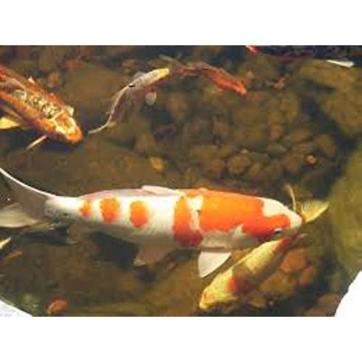 America's Best Koi Food 20 lbs Koi Fish Food with 35% Premium Protein Medium Sized Floating Pond Pellets for Koi Goldfish and Pond Fish