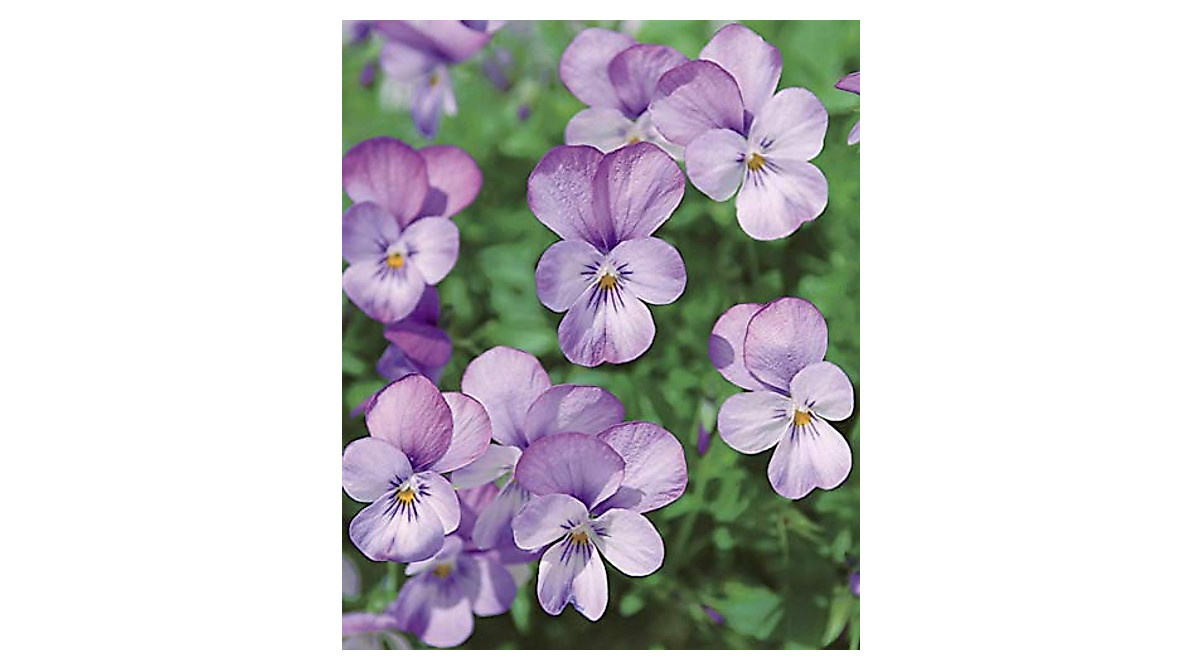 Buy 100+ Viola Pansy Seeds for Beautiful Blue Flowers | Garden Excellence