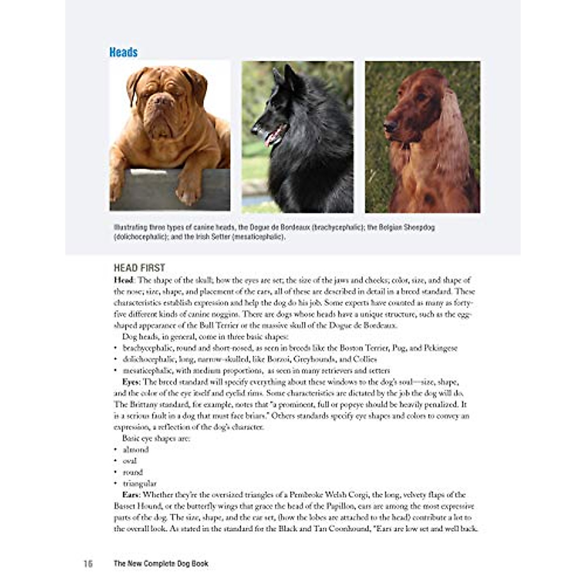 The New Complete Dog Book, 22nd Edition: Official Breed Standards and Profiles for Over 200 Breeds (CompanionHouse Books) American Kennel Club's Bible of Dogs: 920 Pages, 7 Variety Groups, 800 Photos
