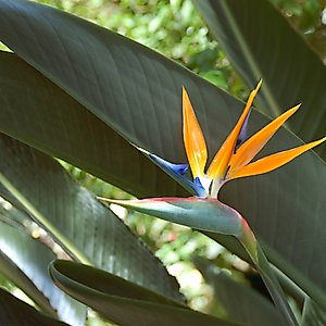 Outsidepride Bird of Paradise Plant Flower Seed - 15 Seeds