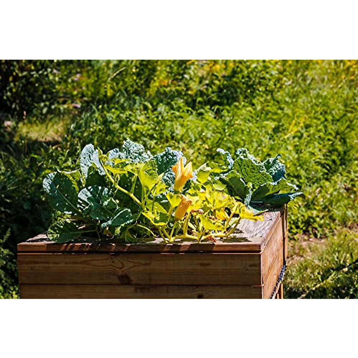 Dark Green Zucchini Summer Squash Seeds for Planting, 50+ Heirloom Seeds Per Packet, (Isla's Garden Seeds), Non GMO Seeds, Botanical Name: Cucurbita Pepo, Great Home Garden Gift