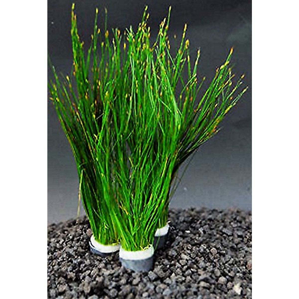 Mainam Giant Hairgrass | Eleocharis Vivipara Bundle Live Aquarium Plant for Freshwater Fish Tank Decoration 3 Days Live Guaranteed