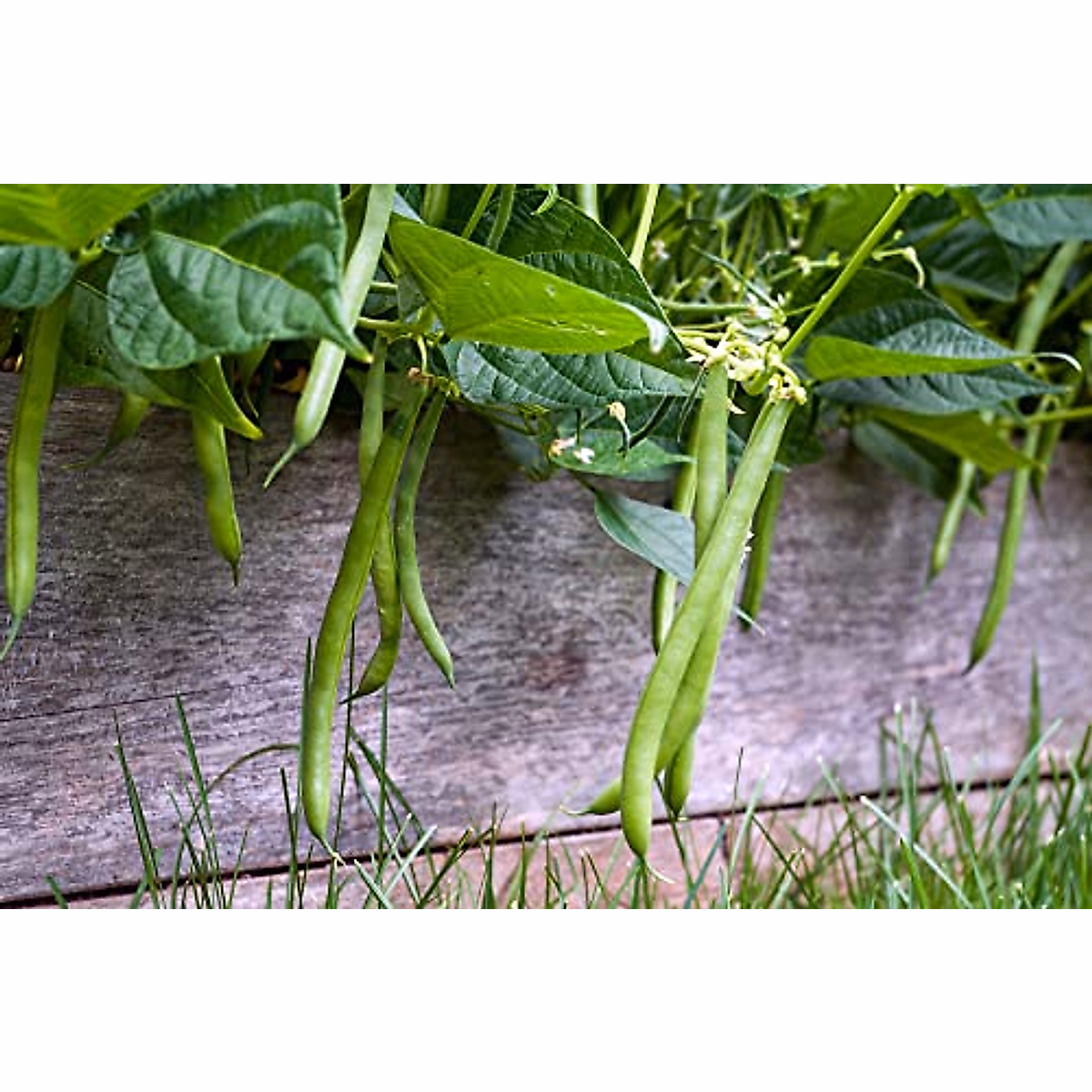 Blue Lake Bush Green Bean Seeds, 50+ Heirloom Seeds Per Packet, Non GMO Seeds, (Isla's Garden Seeds), Botanical Name: Phaseolus vulgaris
