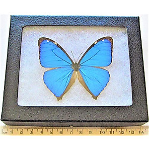 BicBugs Morpho aega Blue Butterfly Argentina Framed Real