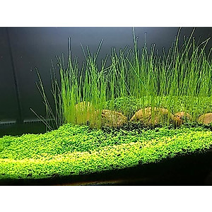 3 Pack Live Aquarium Plant Seeeds, Fresh Water Fish Tank Carpet Grass Plants Mini Leaf & Long Hair Grass for Terrarium Aquatic 21c
